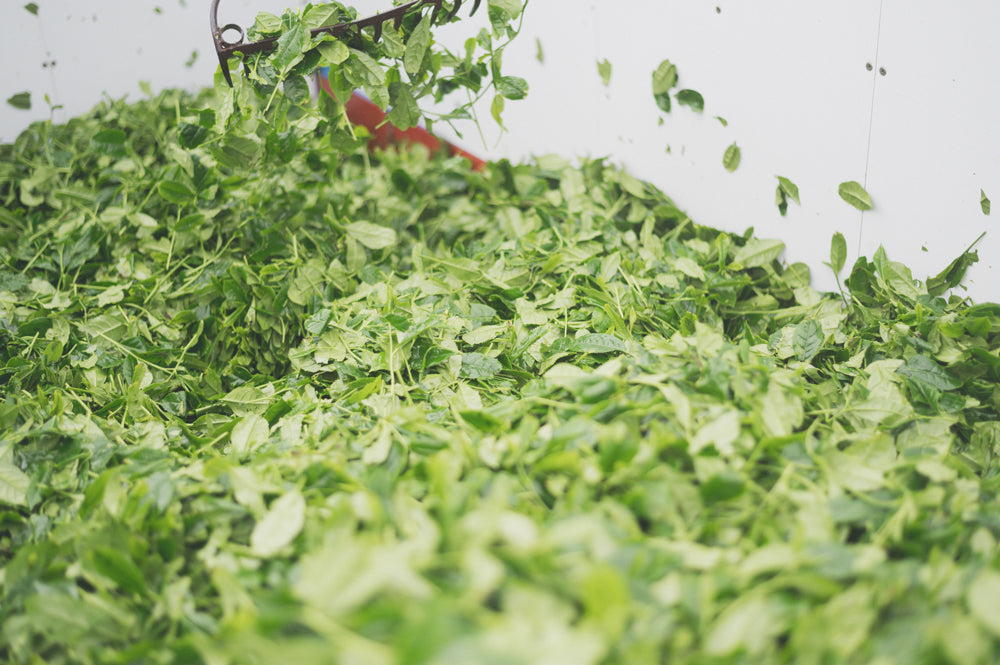 The hallmarks of quality matcha powder | Cuzen Matcha