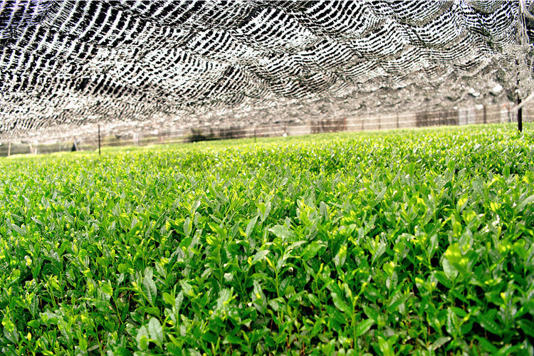 What is tencha and why is it so healthy? – Cuzen Matcha