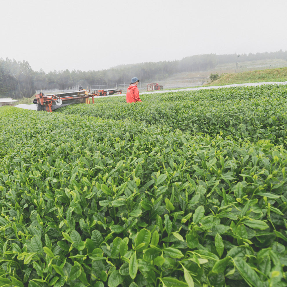 Cuzen Matcha I Organic Matcha Leaf packets
