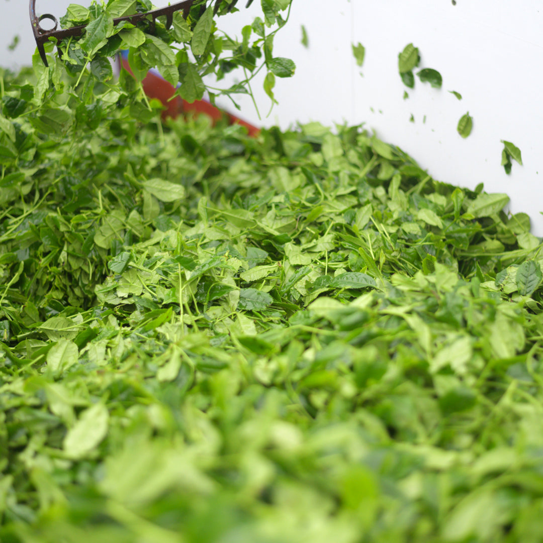 Cuzen Matcha I Organic Matcha Leaf packets