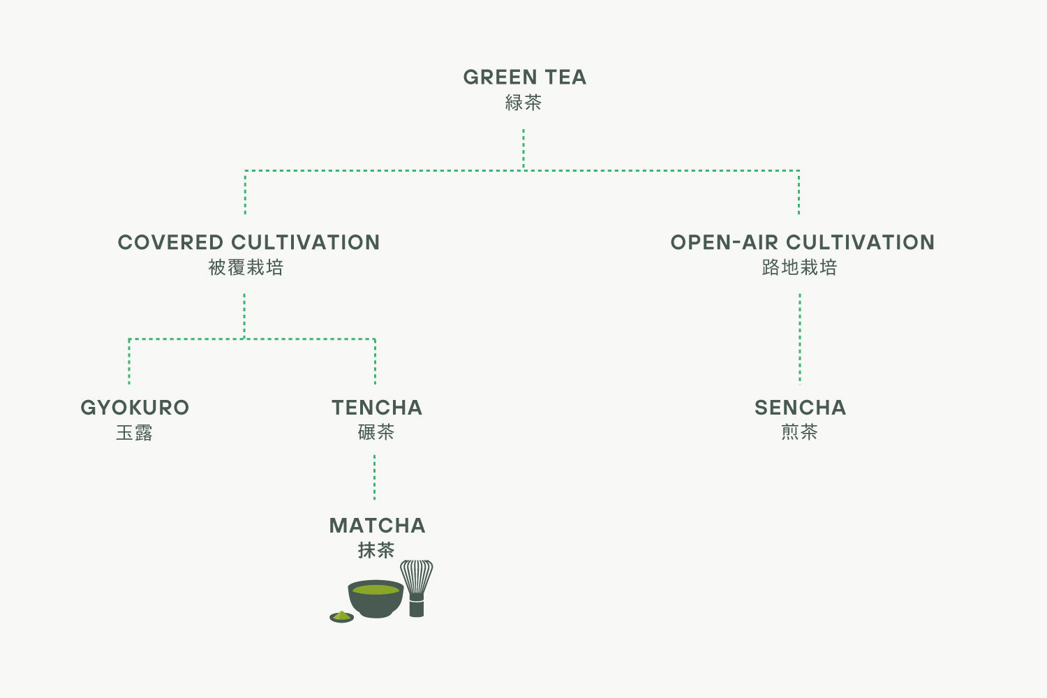 What is tencha and why is it so healthy? – Cuzen Matcha